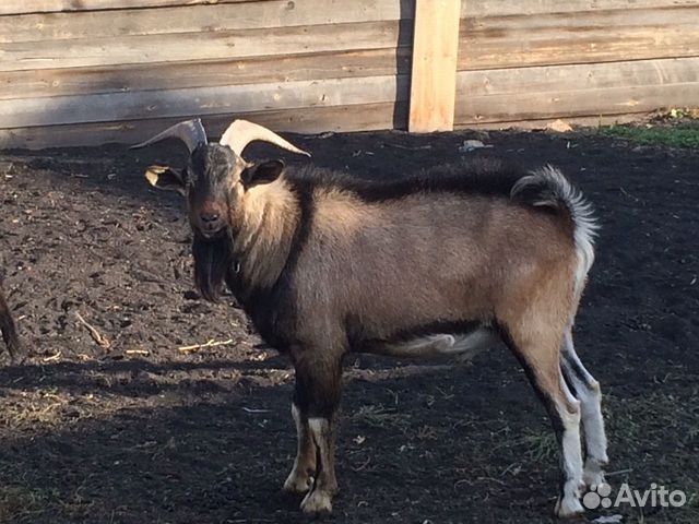 Козы Чешской породы