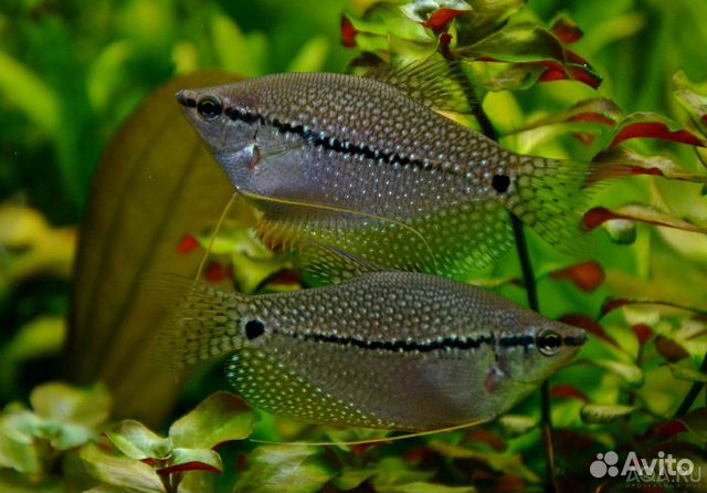Пара жемчужных гурами