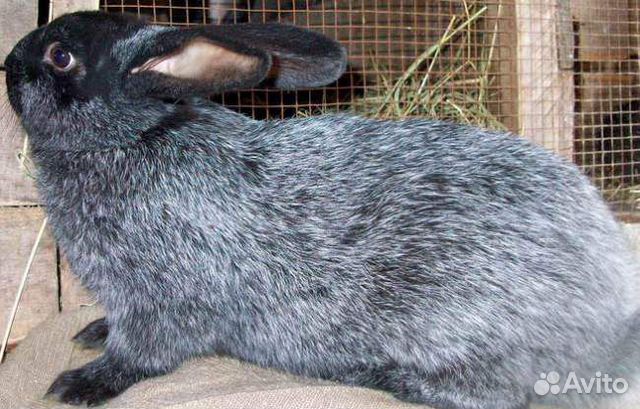 Кролик Полтавское серебро 2 мальчика,возраст 4 мес