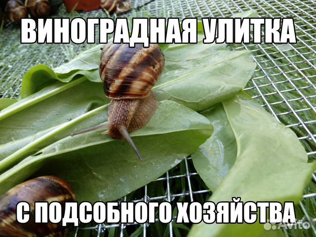 Виноградная улитка круглый год с улиточной фермы