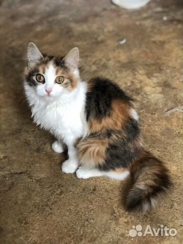 Ну вы только посмотрите какое чудо невероятное