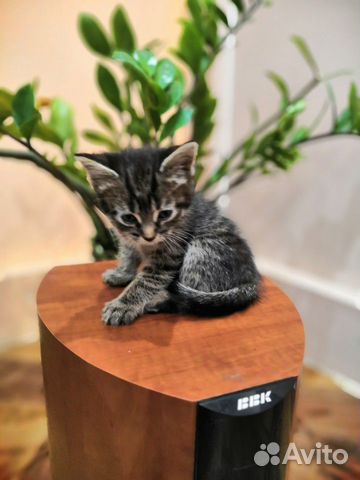 Котенок мальчик метис