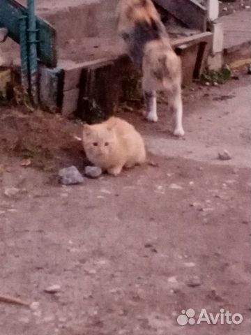 Отдадим котеночка в добрые руки