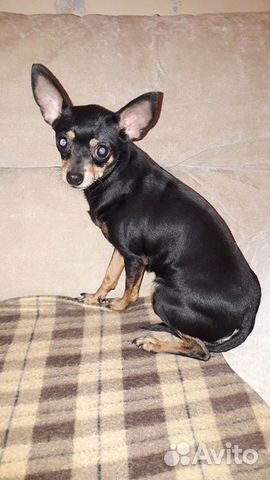 Той-терьеры в добрые руки