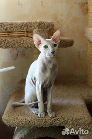 Ищем любящие ручки