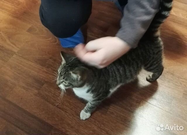 Спасите котика