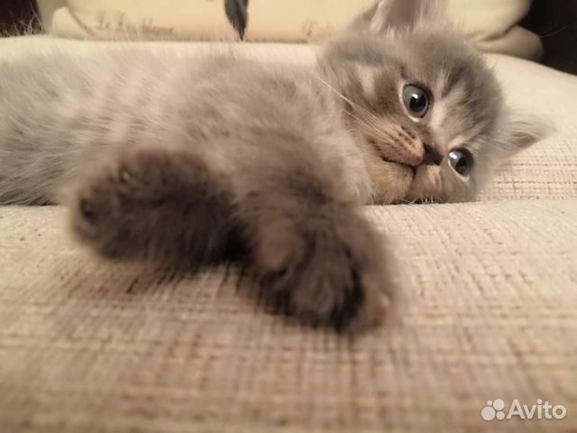 Шотландский котенок