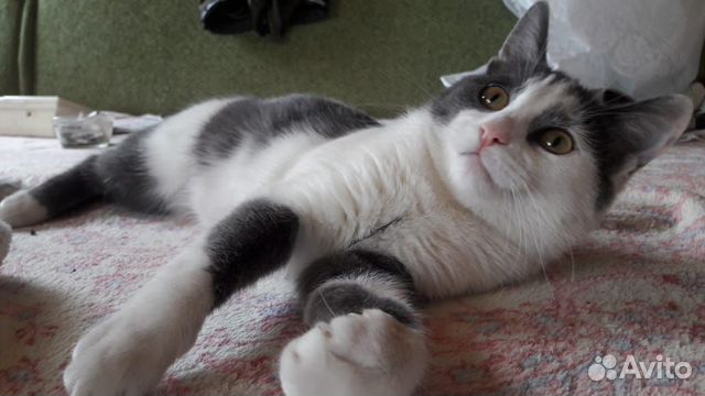 Дуняшка в добрые ручки (стерилиз+прививка)