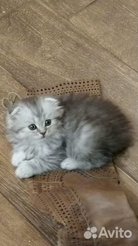 Мальчик. Шотландский вислоухий