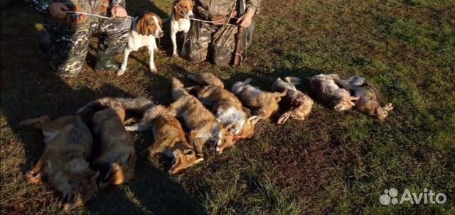 Продаю щенков 6 месяцев эстонские гончие