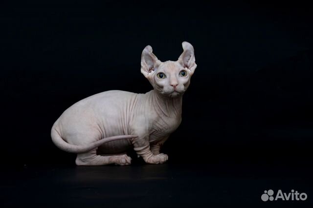 Мини кошки двельфы