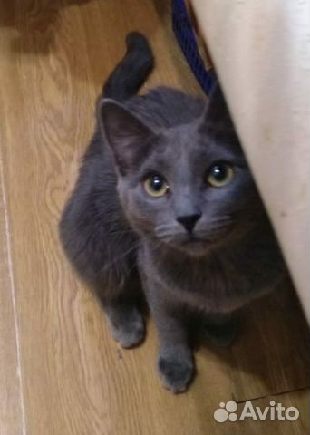 Кошечка Саманта