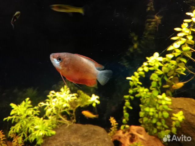 Гурами медово-красный и водные растения