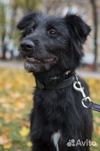 Гретта, молодая собака