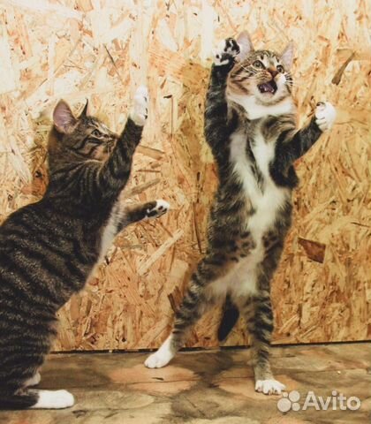 Котики 6 месяцев,мягкие животики