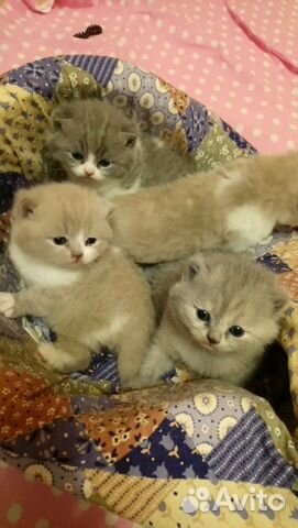 Метис британца и шотландский кошечки. Котятки роди