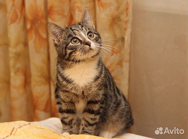 Ласковые котята-тигрята в добрые руки