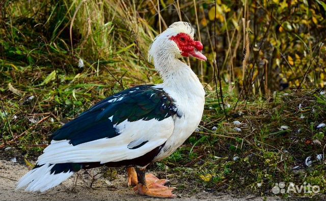 Утки домашние