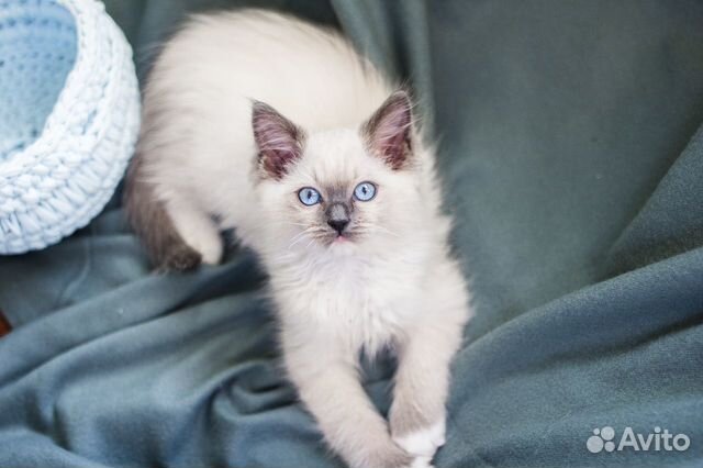 Котенок Ragdoll мальчик