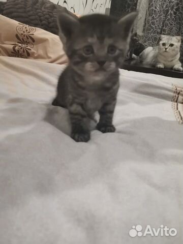 Котенок шотланка