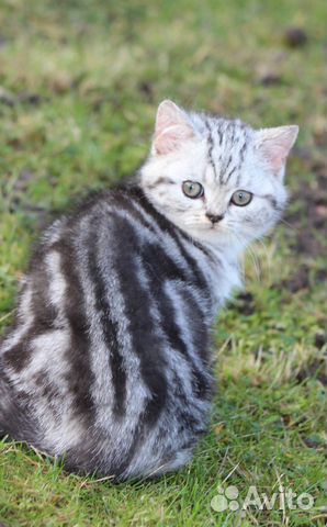 Милашка Беатрис шоу качества