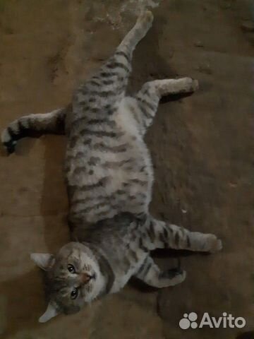 Толстощекий Василек, брутальный красавчик