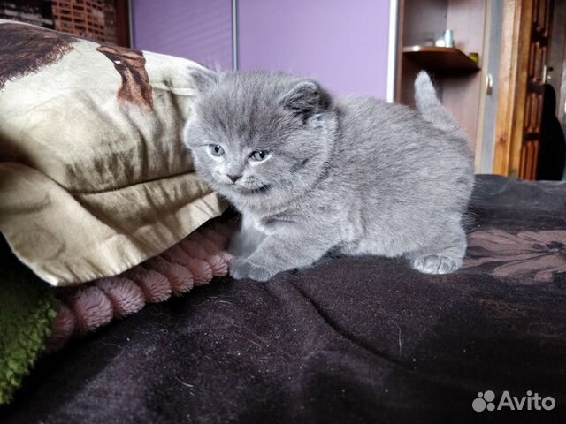 Продам кошечку