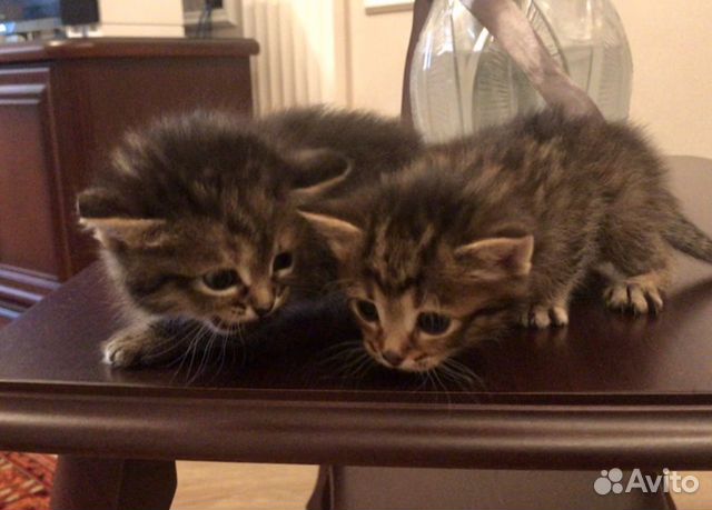 Котята с тигровым окрасом, мальчики
