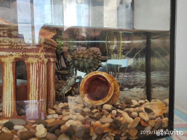 Аквариумные черепахи