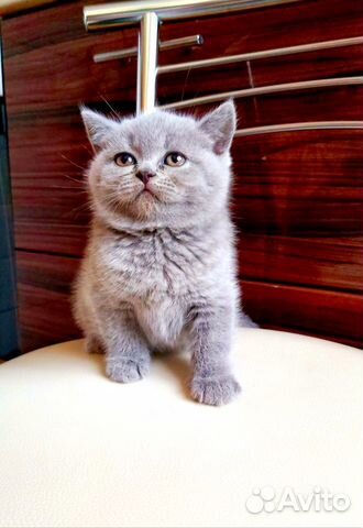 Продаются плюшевые шотландские котята