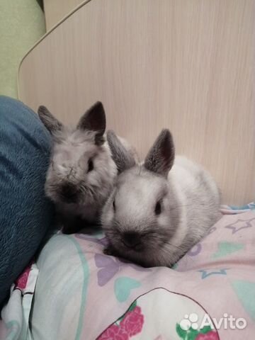 Продаются декоративные крольчата