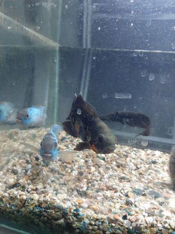 Отдам 3х рыбок