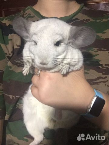 Шиншилла девочка