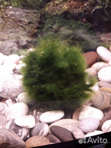 Роголистник, кладофора