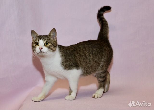 Ласковая кошечка Фанта в добрые руки