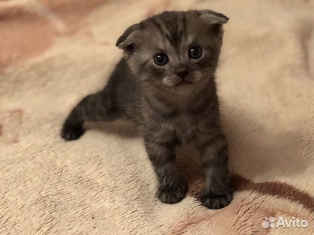 Очаровательные шотландцы ищут семью