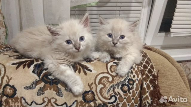 Милашки