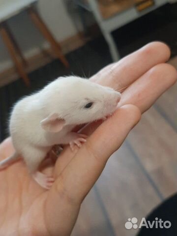 Сиамские крысята дамбо. Питомник