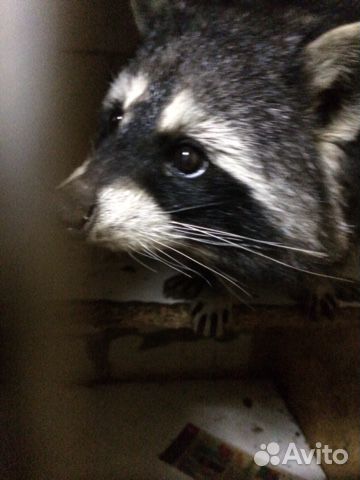 Продам енота
