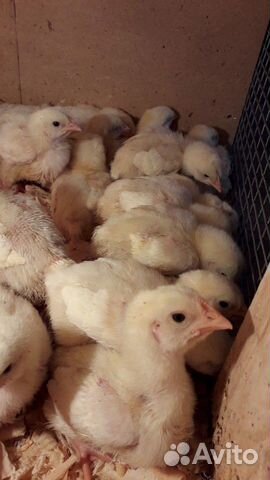Цыпленок бройлер кобб500 14 дней