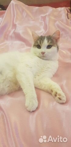 Котенок девочка Бэллочка 8мес европейская