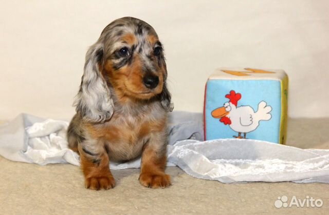 Волшебная Венеция девочка кроличья длинношерстная