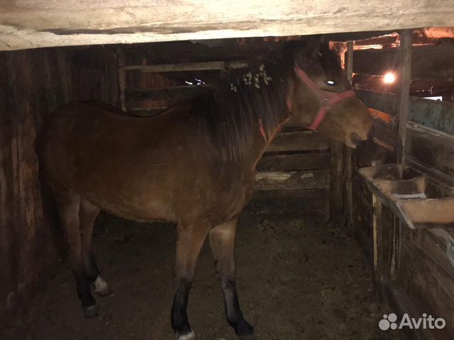 Молодая кобылка