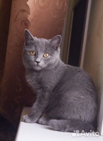Котенок Кнопа ищет дом