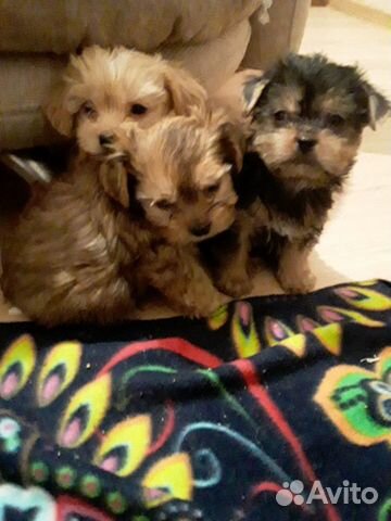 Йоркширский терьер