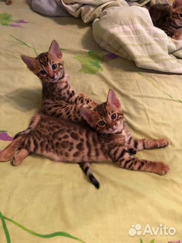 Бенгальские котята