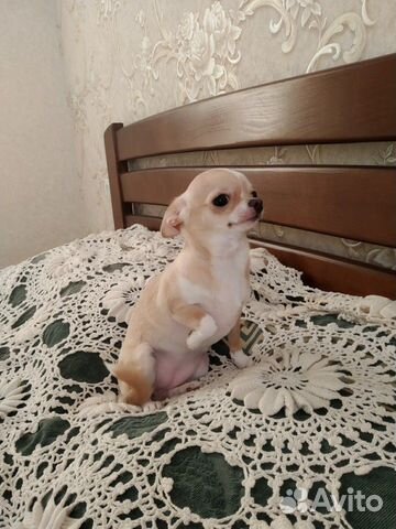 Лапочка Чихуашечка