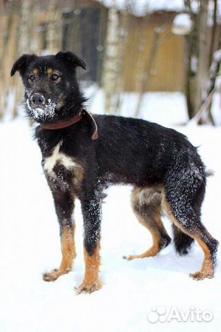 Добик-Бобик ищет дом