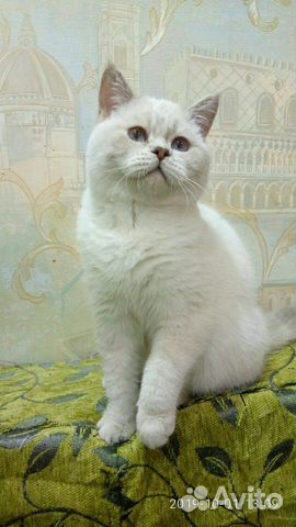 Шотландский котик голубоглазый, 10 мес