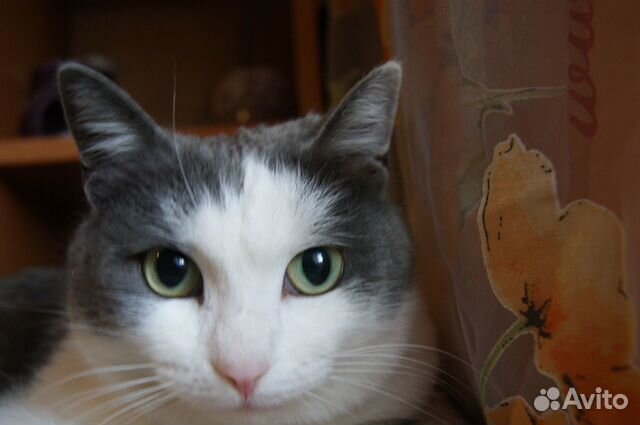 Кошка Мышка